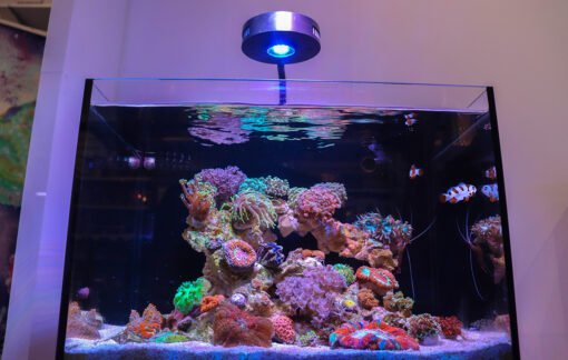Nano Reef Tank Inspiration - Reef Casa