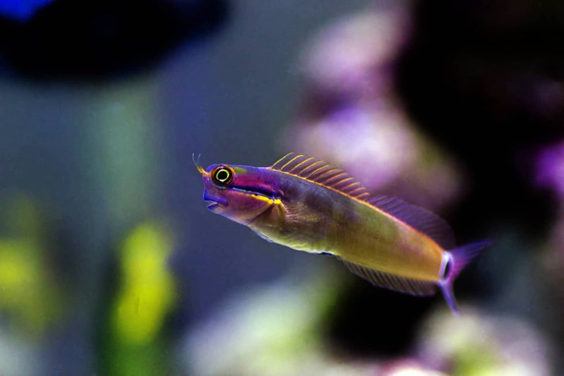 Top 10 Nano Reef Tank Fish - Reef Casa