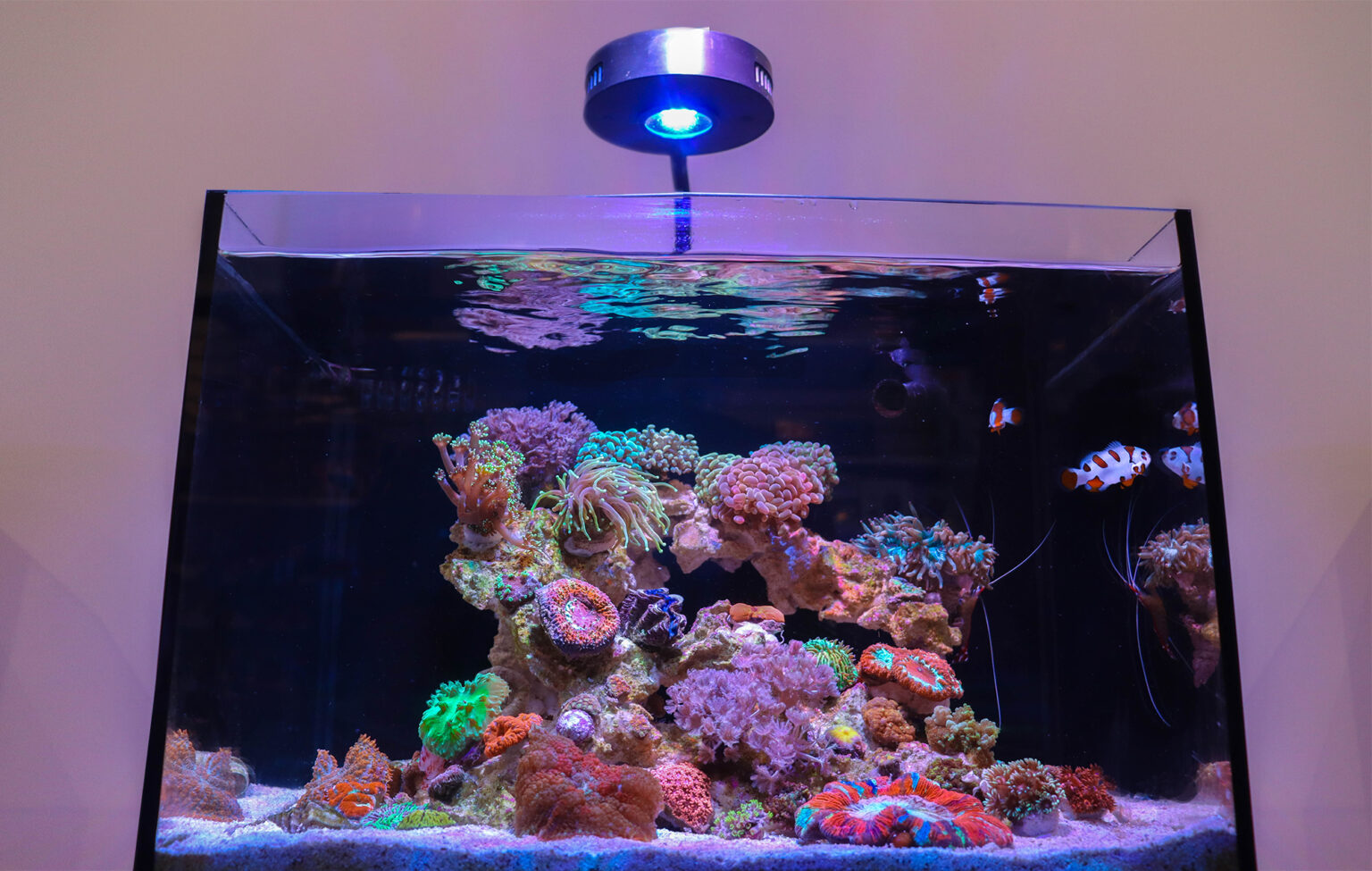 Pico Reef Tank - Reef Casa
