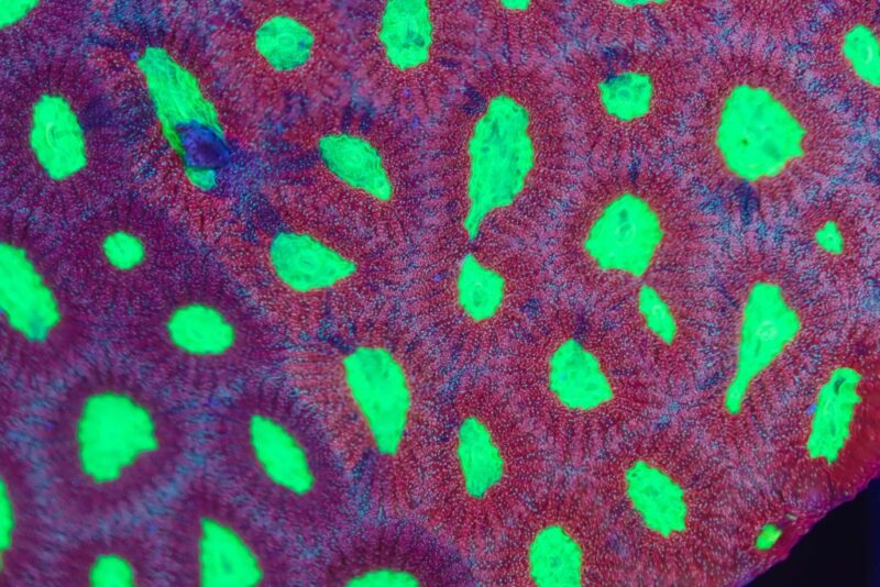 Favites Coral - Reef Casa