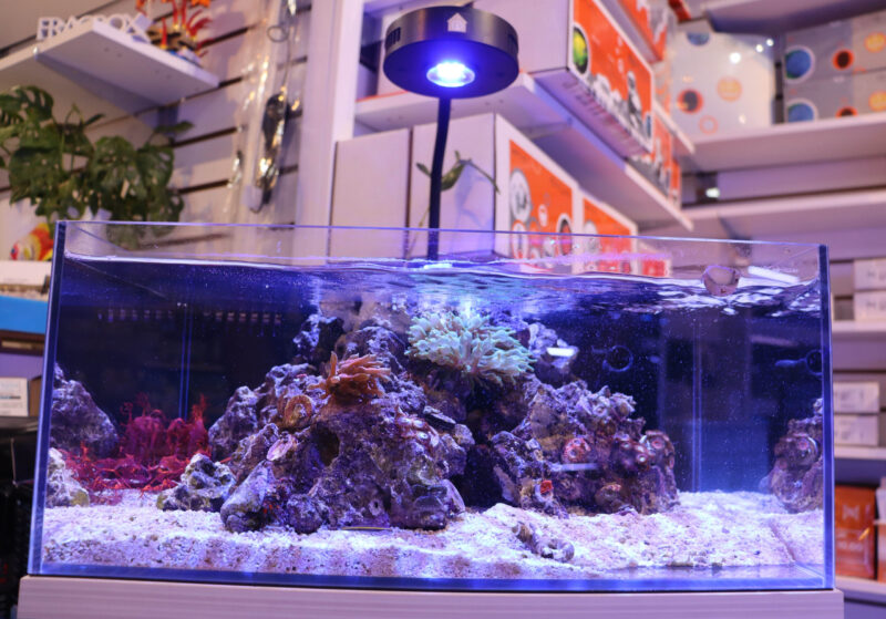 Micro vs Pico Reef Tanks: Which is better ? - Reef Casa