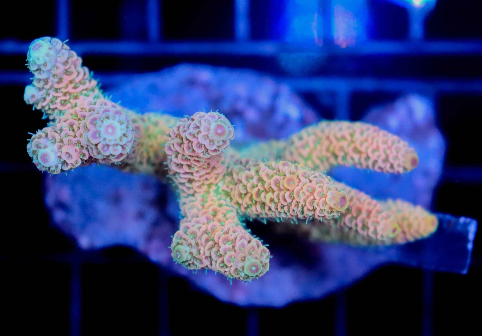 Acropora Care Guide - Reef Casa