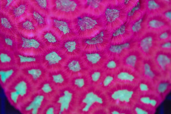 Favites Coral - Reef Casa