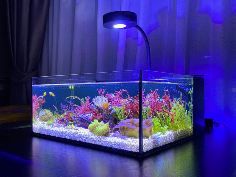Pico Reef Tank - Reef Casa