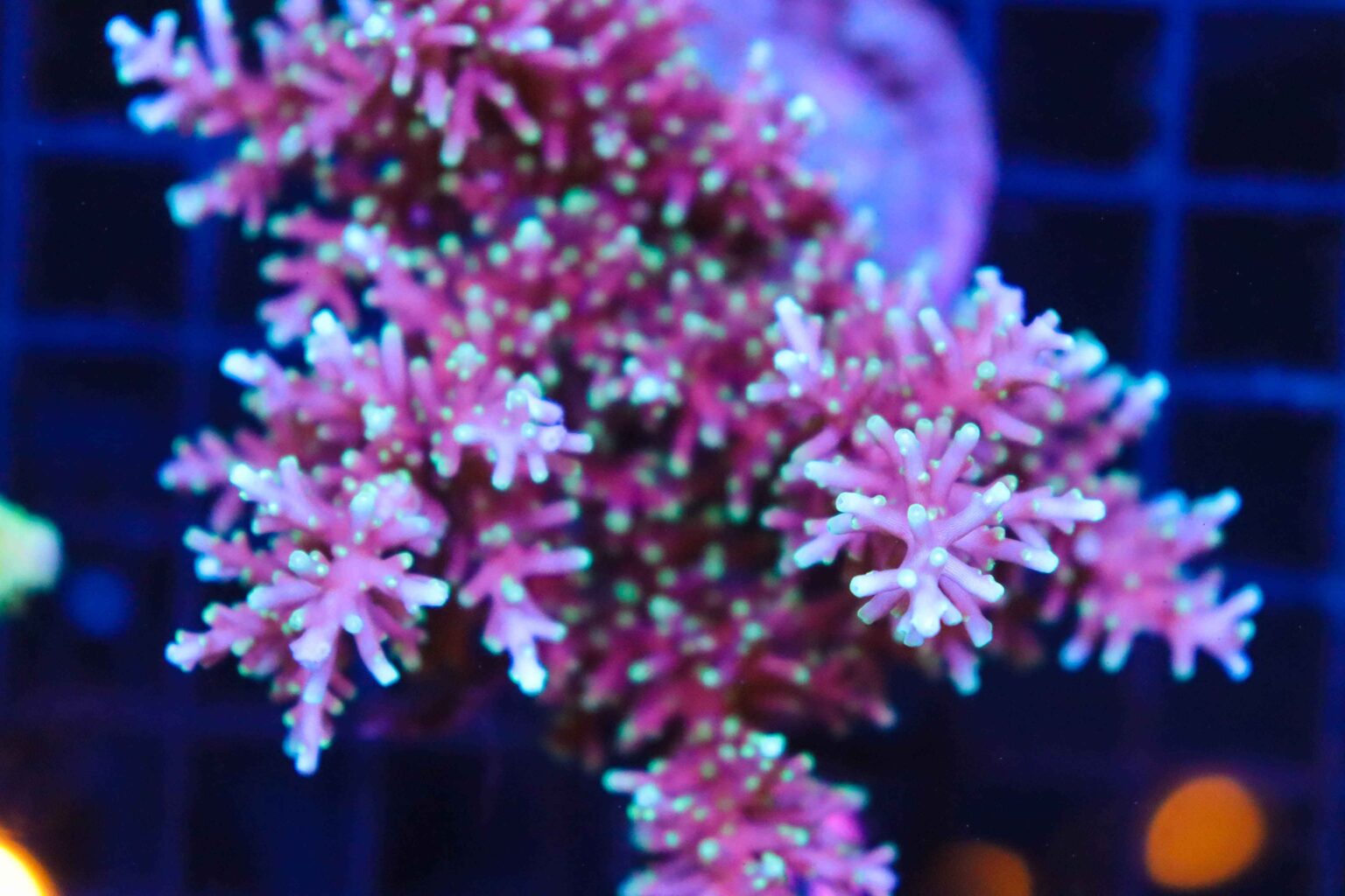 Acropora Care Guide - Reef Casa