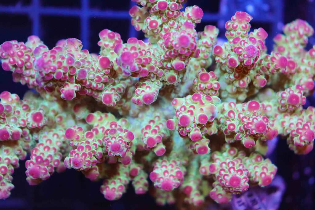 Acropora Care Guide - Reef Casa