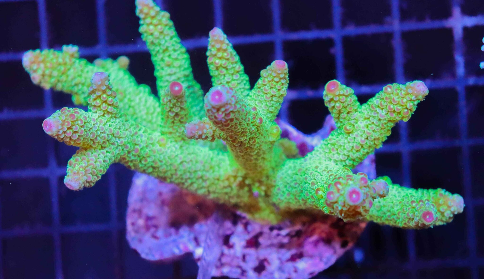 Acropora Care Guide - Reef Casa