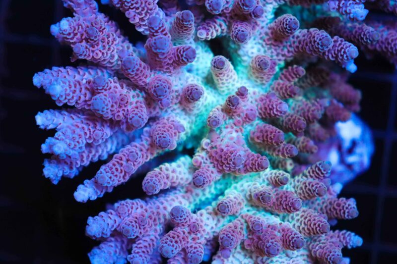 Acropora Care Guide - Reef Casa