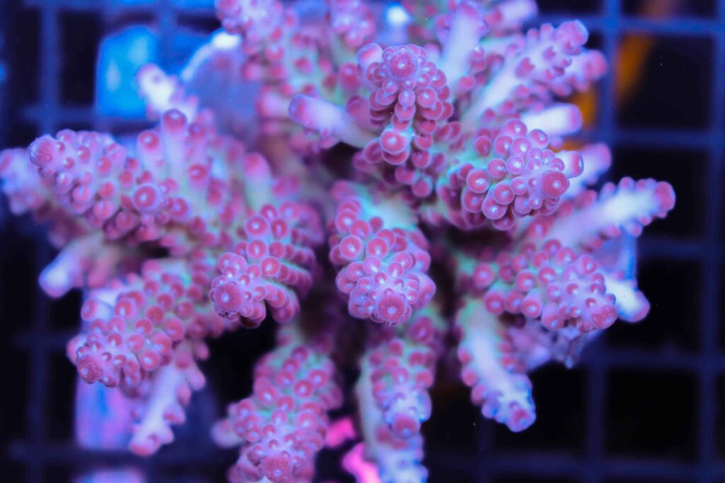 Acropora Care Guide - Reef Casa