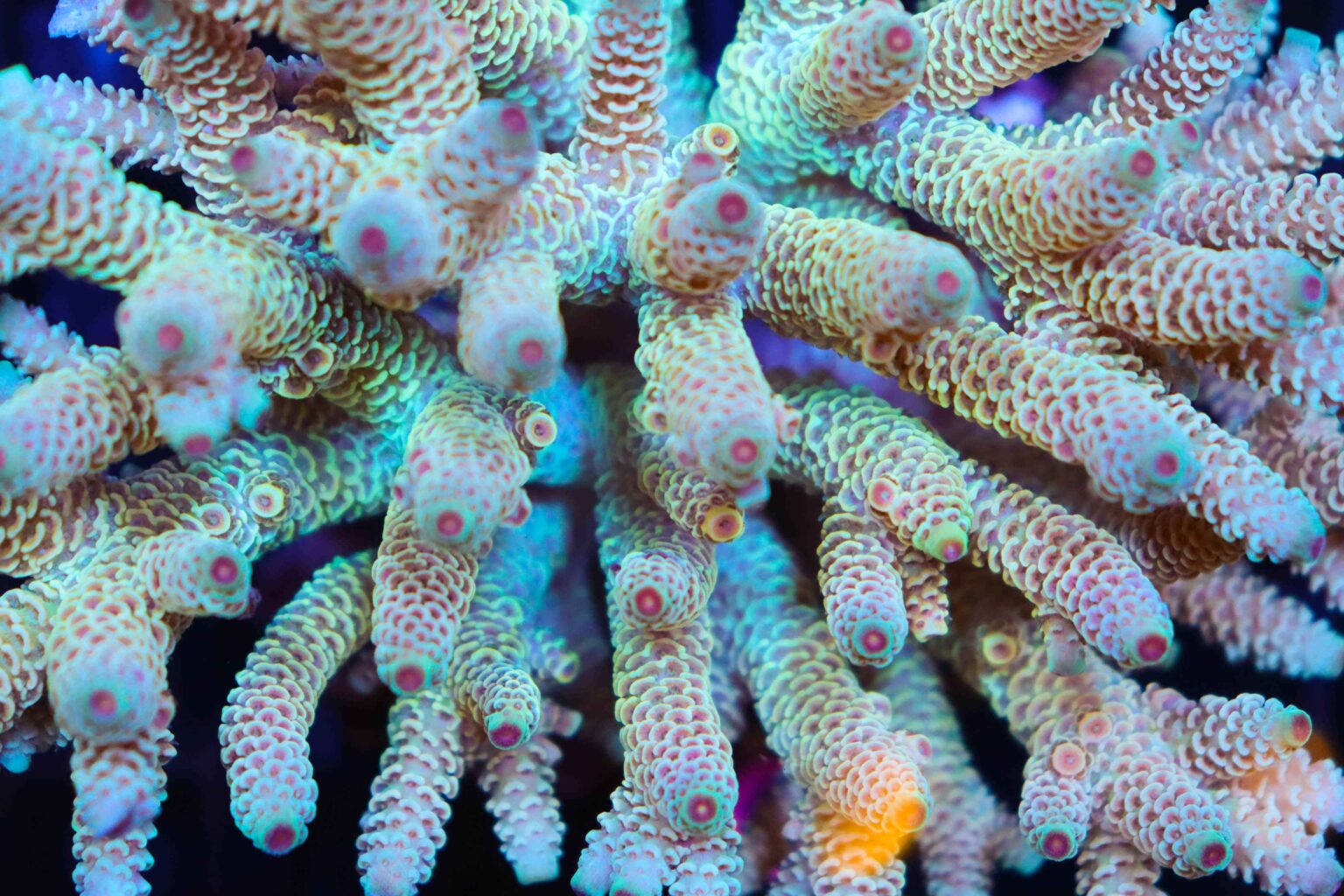 Acropora Millepora - Reef Casa