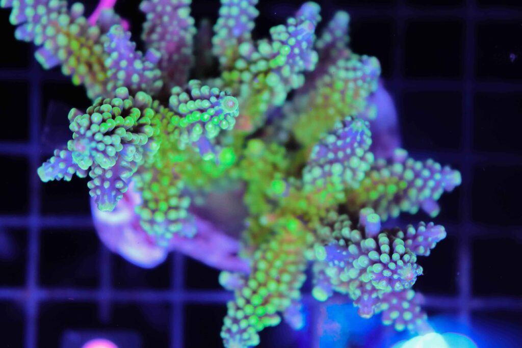 Acropora Care Guide - Reef Casa