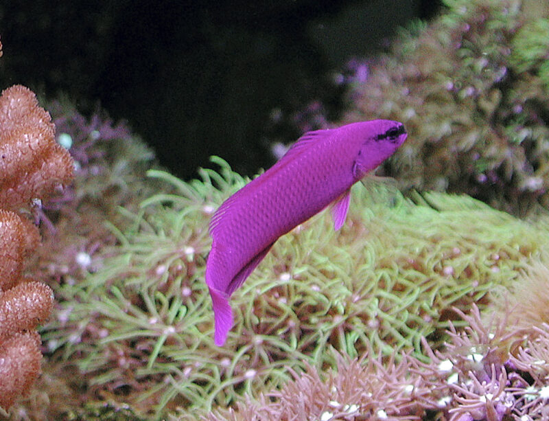 Orchid Dottyback - Reef Casa