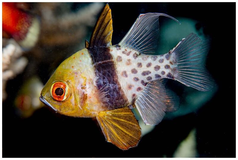 Pajama Cardinalfish - Reef Casa