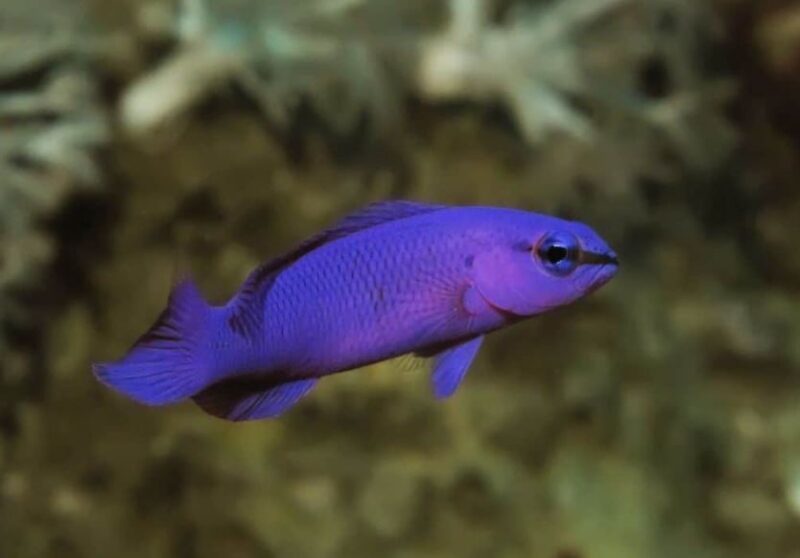 Orchid Dottyback - Reef Casa