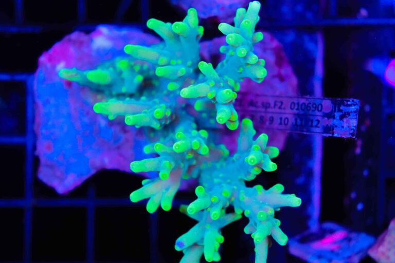 Acropora Care Guide - Reef Casa