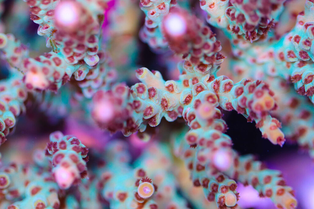 Acropora Care Guide - Reef Casa