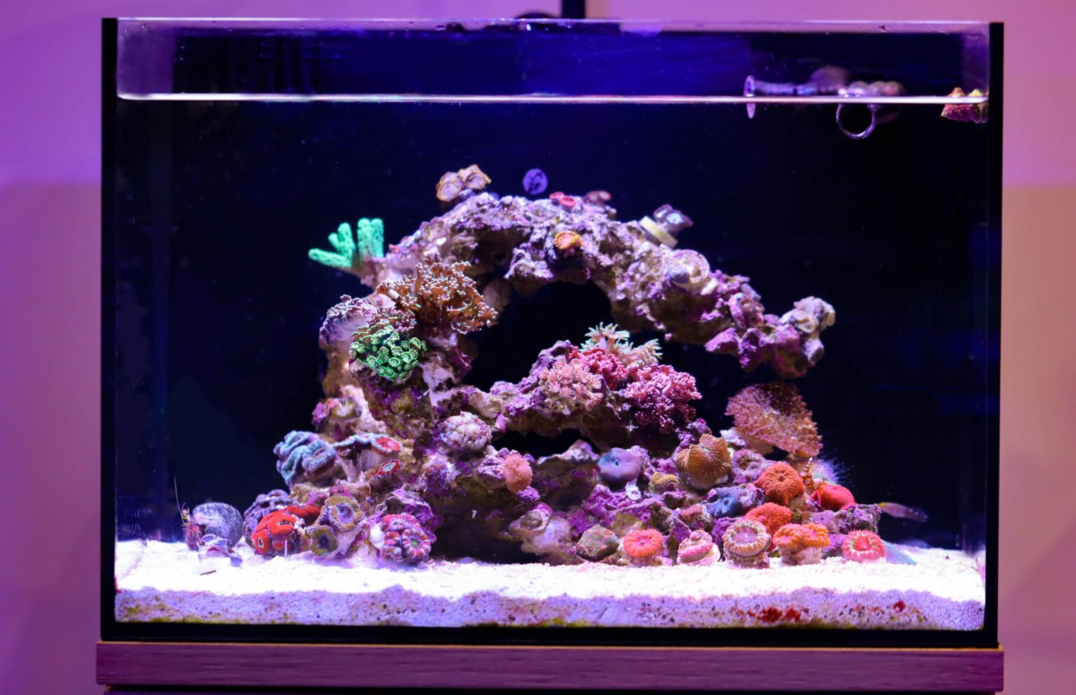 Saltwater Aquarium Kits - Reef Casa
