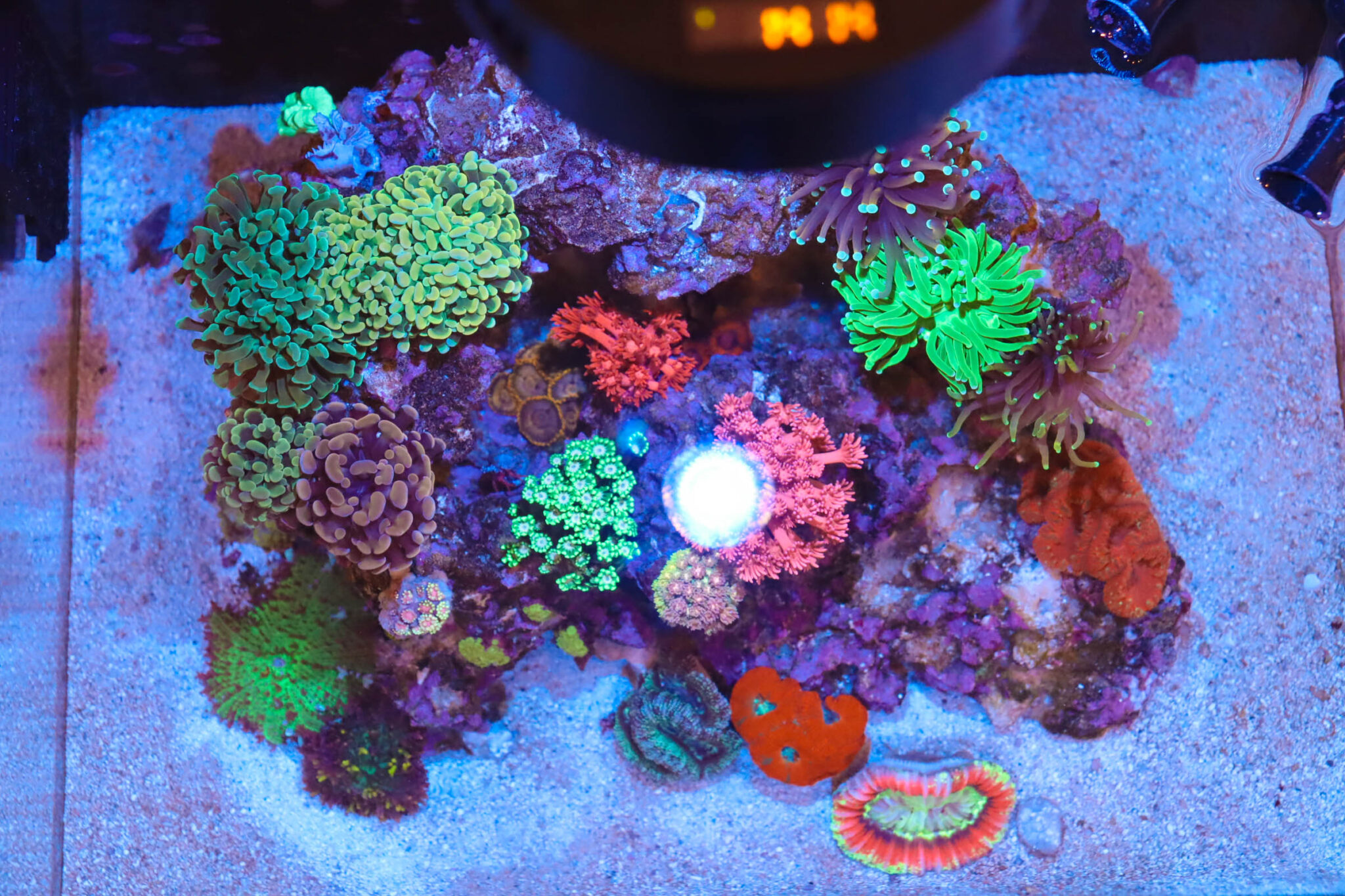 Nano Saltwater Tanks - Reef Casa