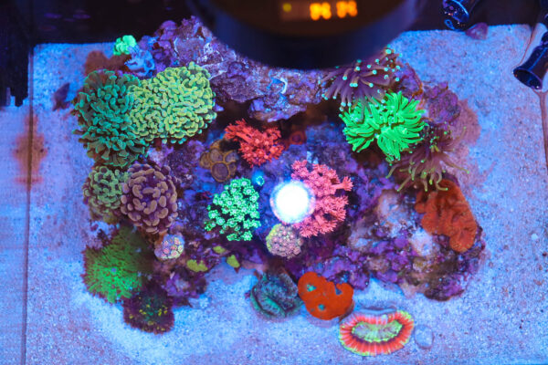 Mini Reef Tanks - Reef Casa