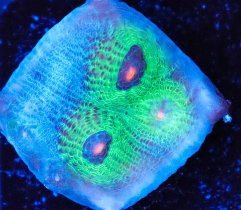 Avatar Chalice Coral - Reef Casa