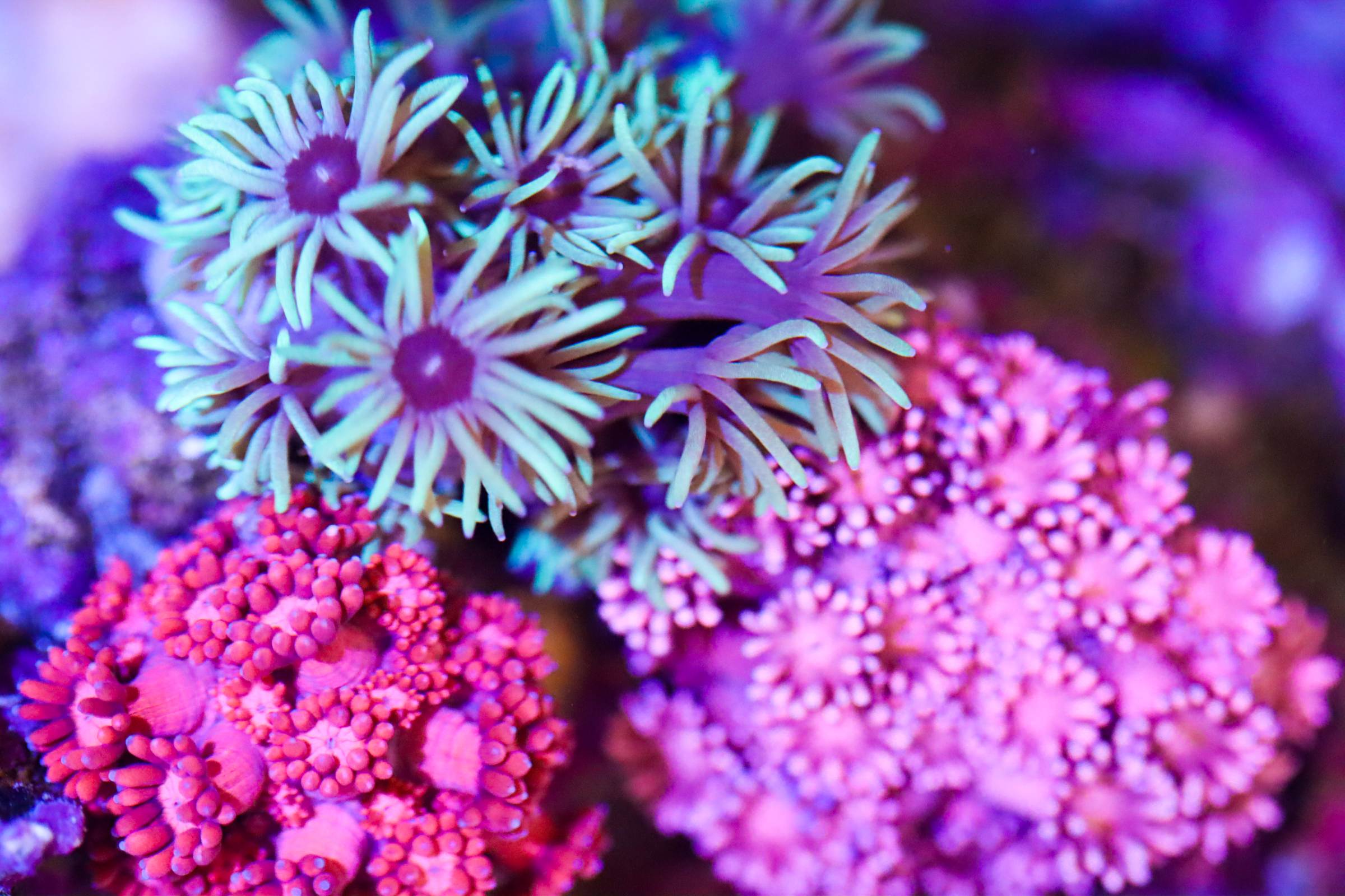 Saltwater Aquarium Kits - Reef Casa