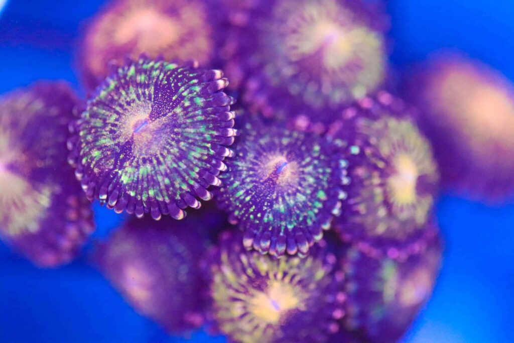 Fragging Zoas - Reef Casa