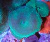 Discosoma Mushroom - Reef Casa