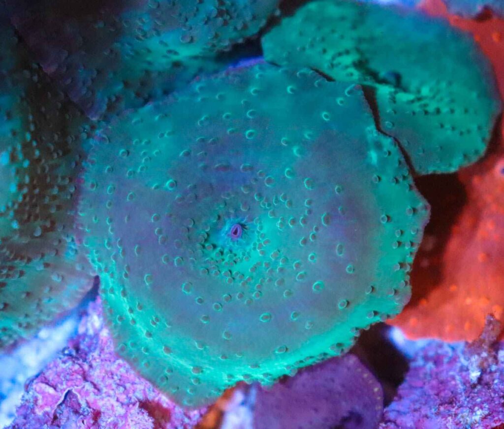 Discosoma Mushroom - Reef Casa
