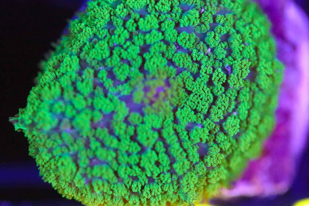 Rhodactis Mushroom - Reef Casa