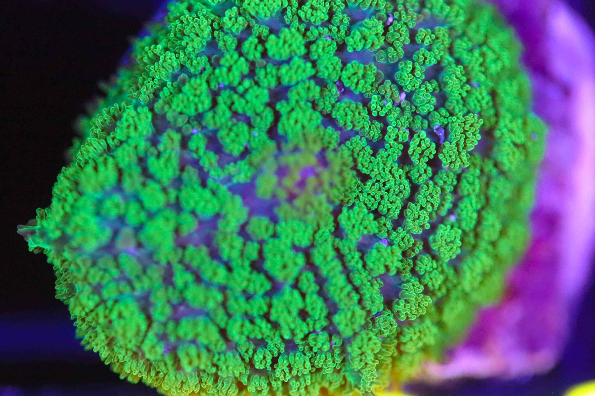 Rhodactis Mushroom - Reef Casa