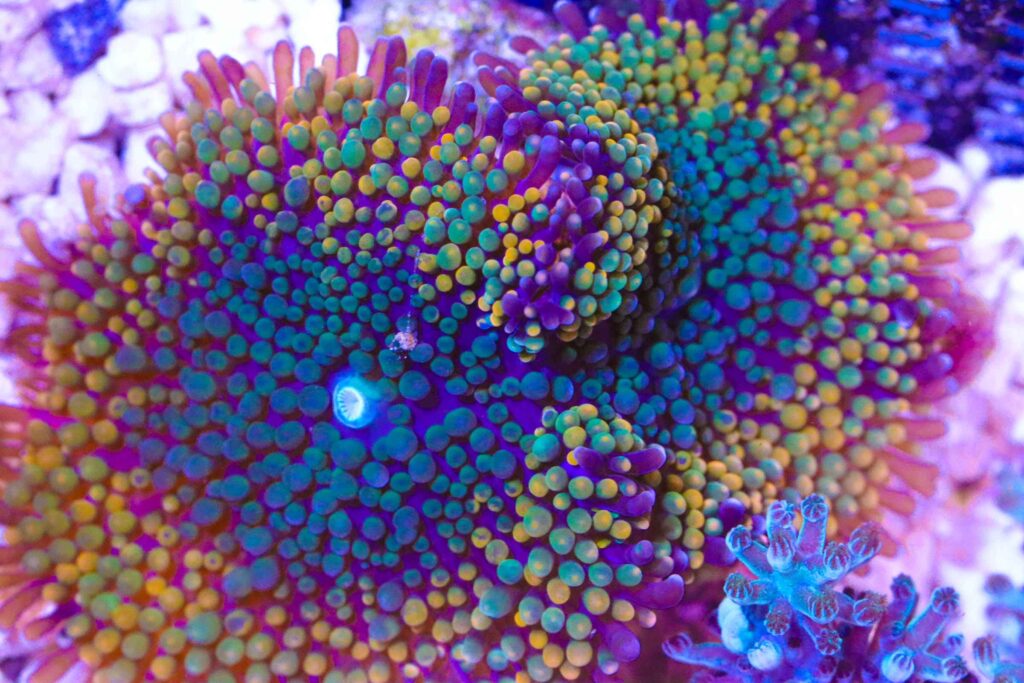 Florida Ricordea - Reef Casa