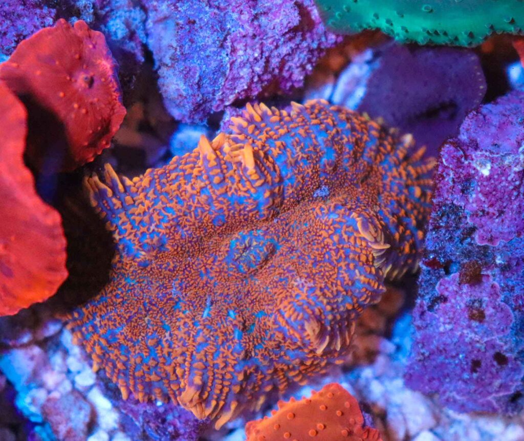Rhodactis Mushroom - Reef Casa