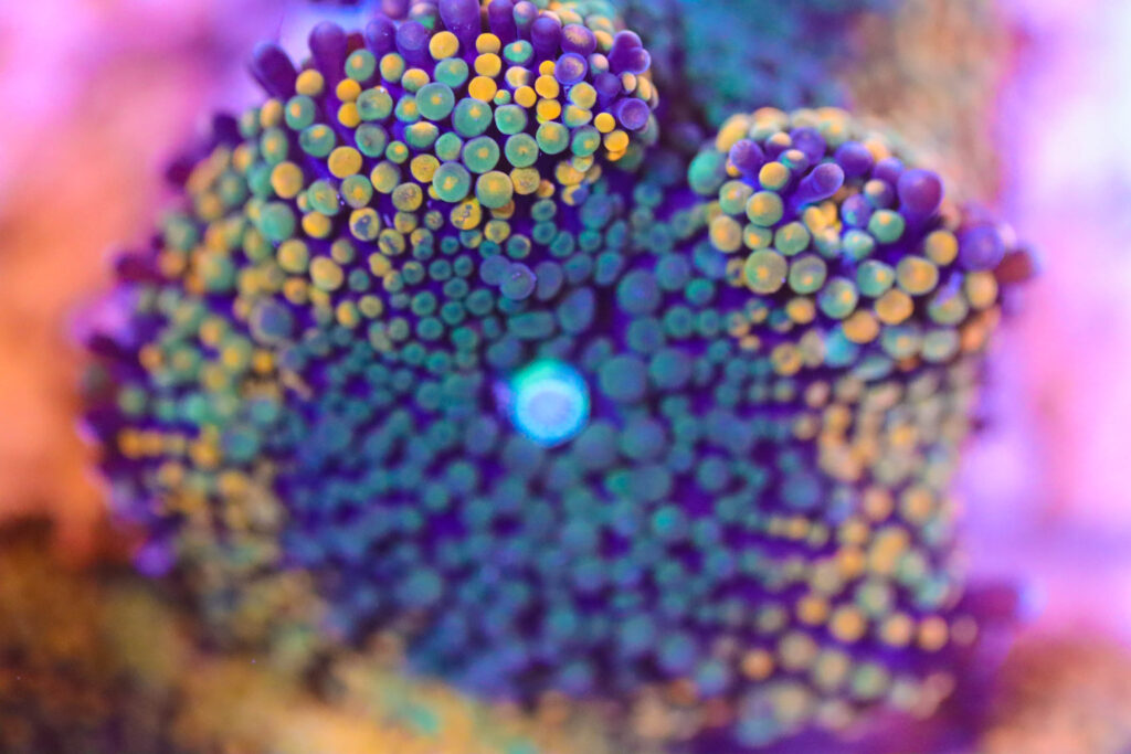 Florida Ricordea - Reef Casa