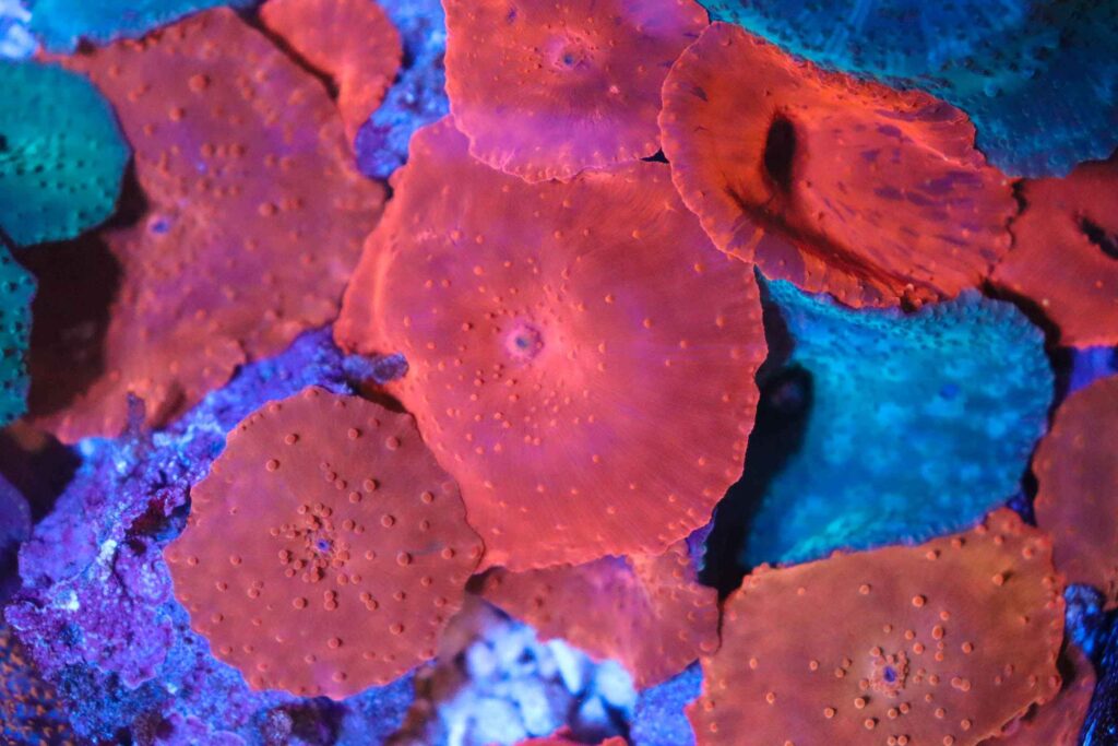 Discosoma Mushroom - Reef Casa