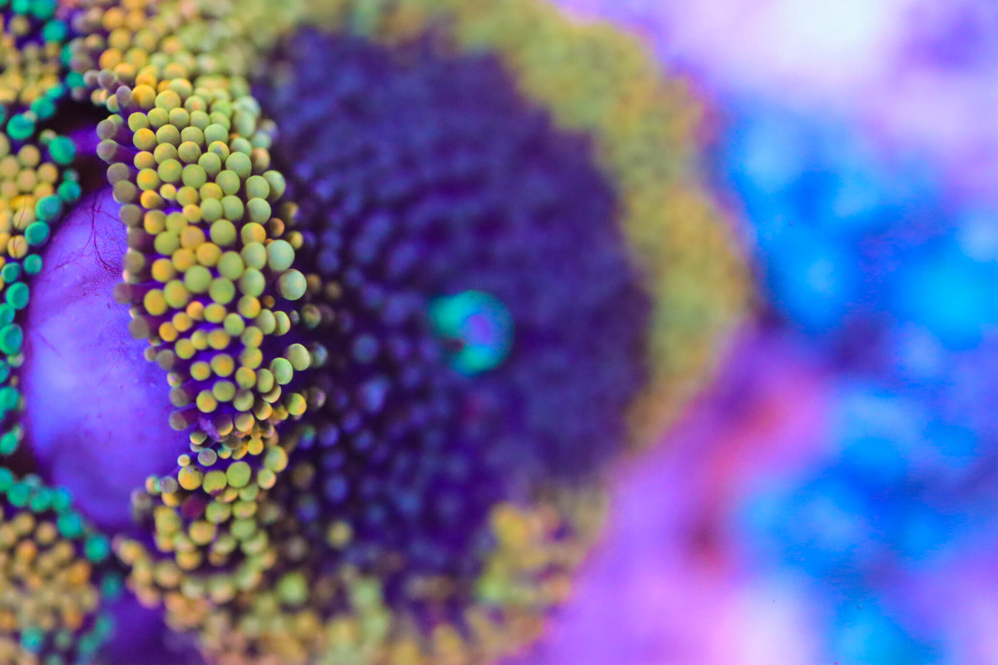 Florida Ricordea - Reef Casa