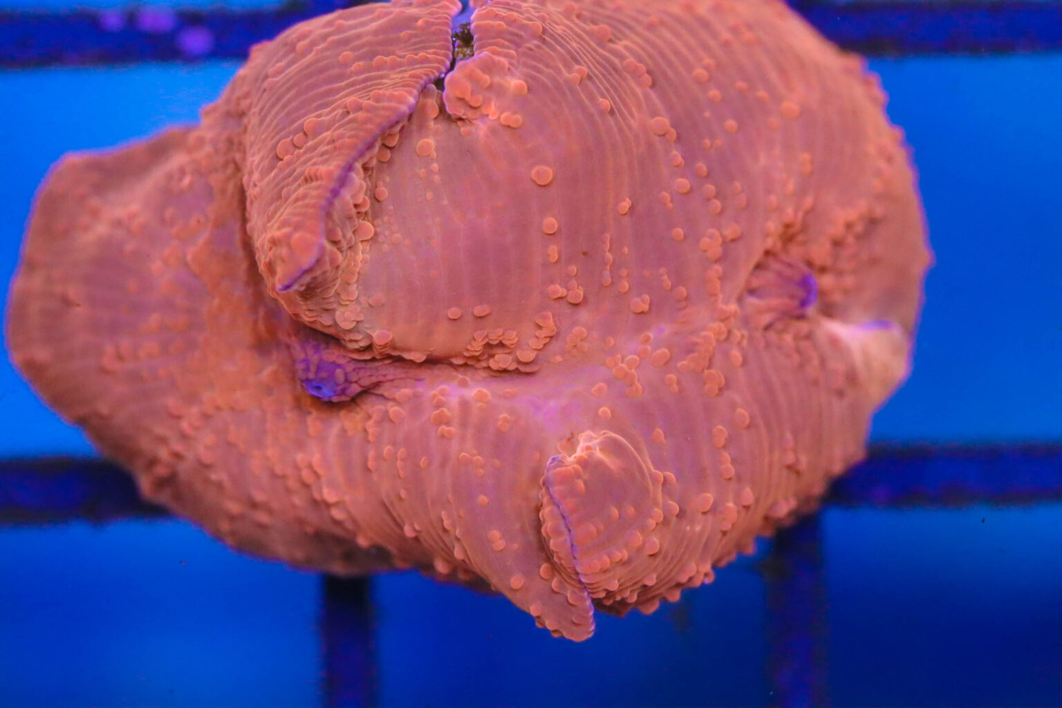 Discosoma Mushroom - Reef Casa