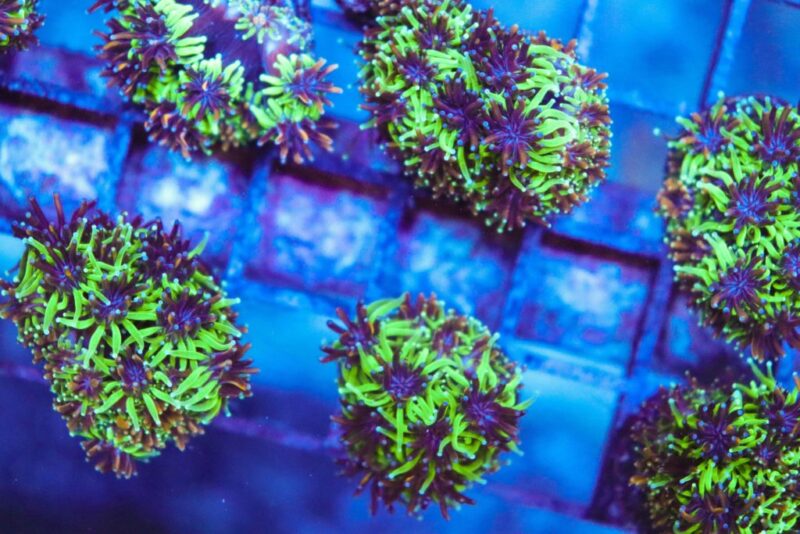 Toxic Goldmine Galaxea - Reef Casa