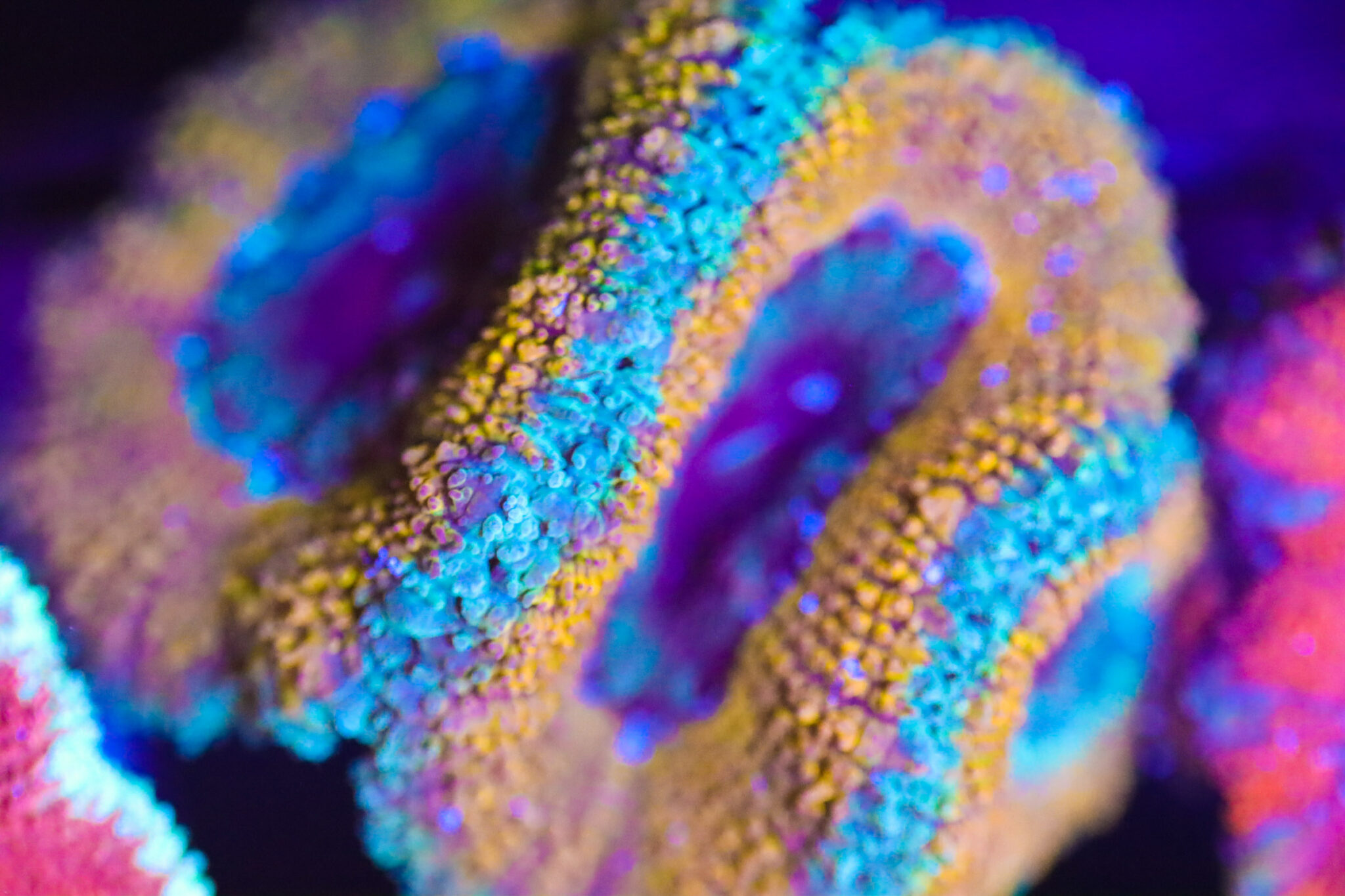 Blue & Gold Acan Coral - Reef Casa