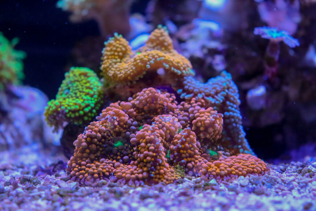 Florida Ricordea - Reef Casa