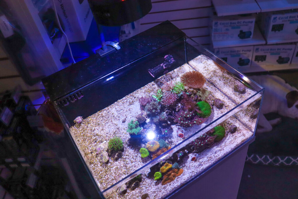 Fragbox's Pico Saltwater Tank - Reef Casa