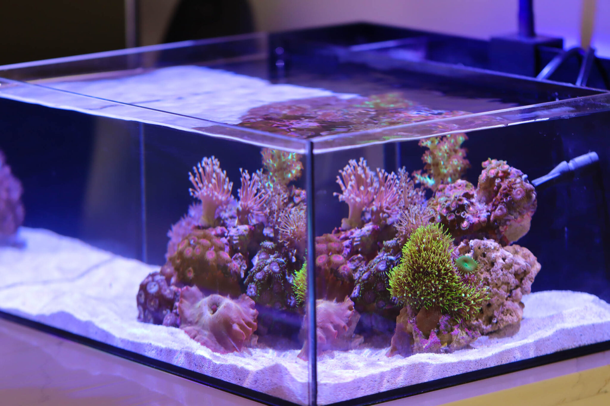 What Are Water Changes & How Important Are They For Nano Reef Aquariums ? - Reef Casa
