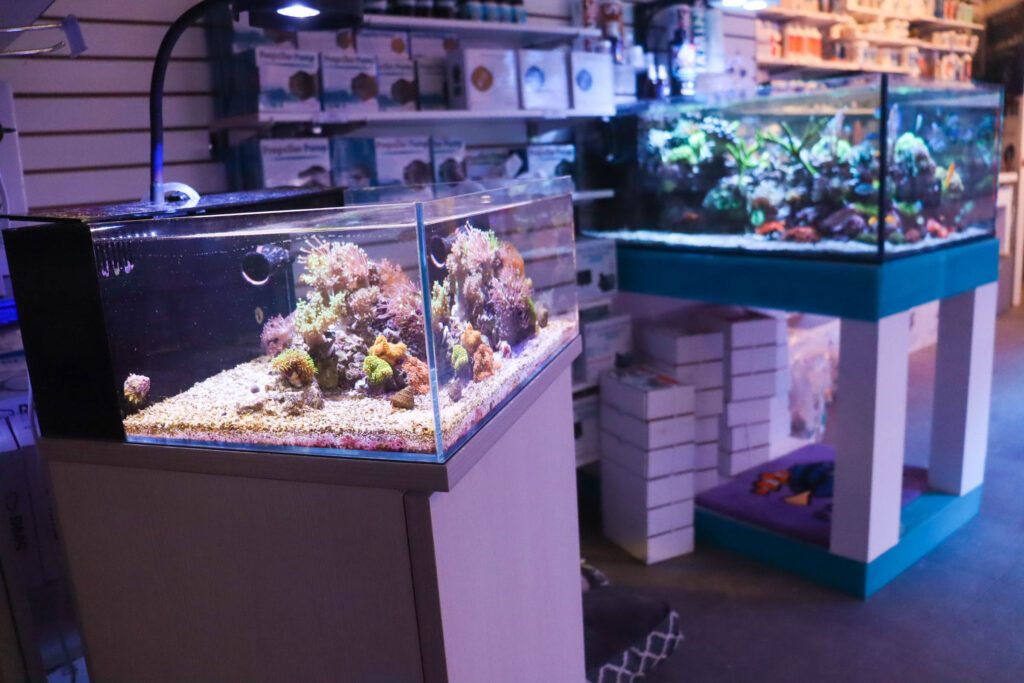 Fragbox's Pico Saltwater Tank - Reef Casa
