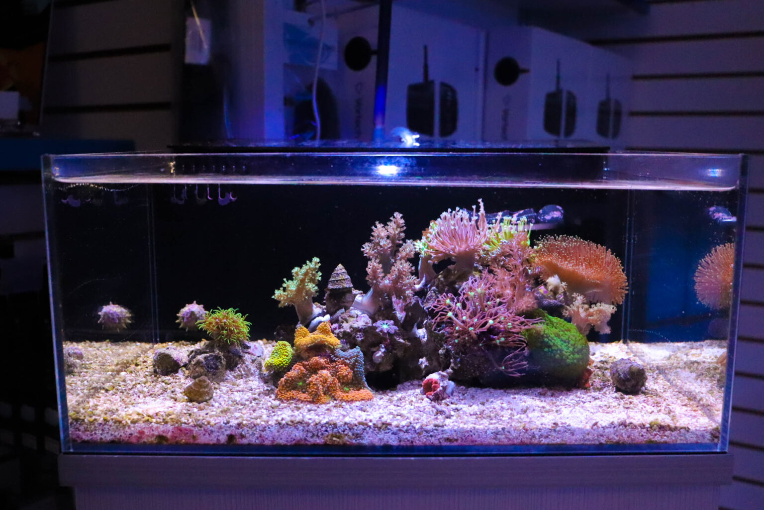 Nano Reef Tank Inspiration - Reef Casa