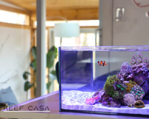 Nano Saltwater Tank - Reef Casa