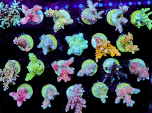 Frag Tank - Reef Casa