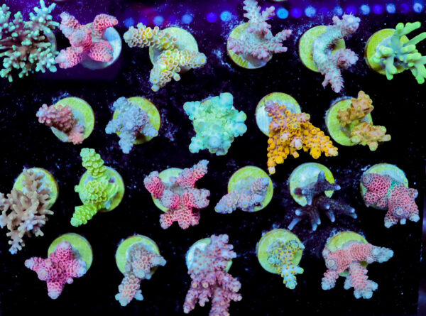 Frag Tank - Reef Casa