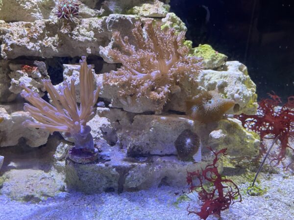 Reef Casa Pico Reef Tank Review - Reef Casa