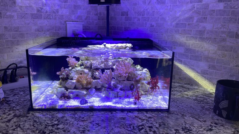 What is the smallest pico aquarium size ? - Reef Casa