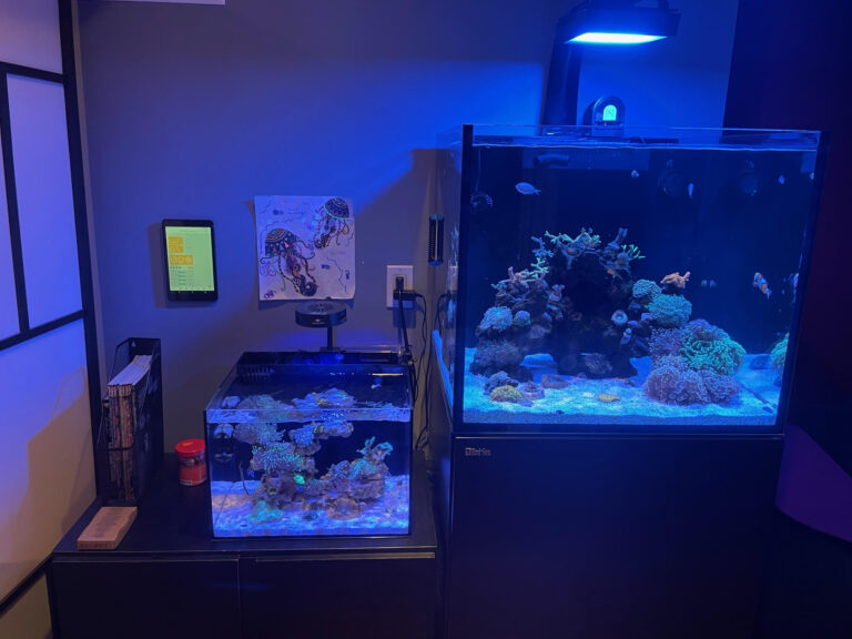 Reef Casa 12 Gallon Aquarium With An Apex ! - Reef Casa