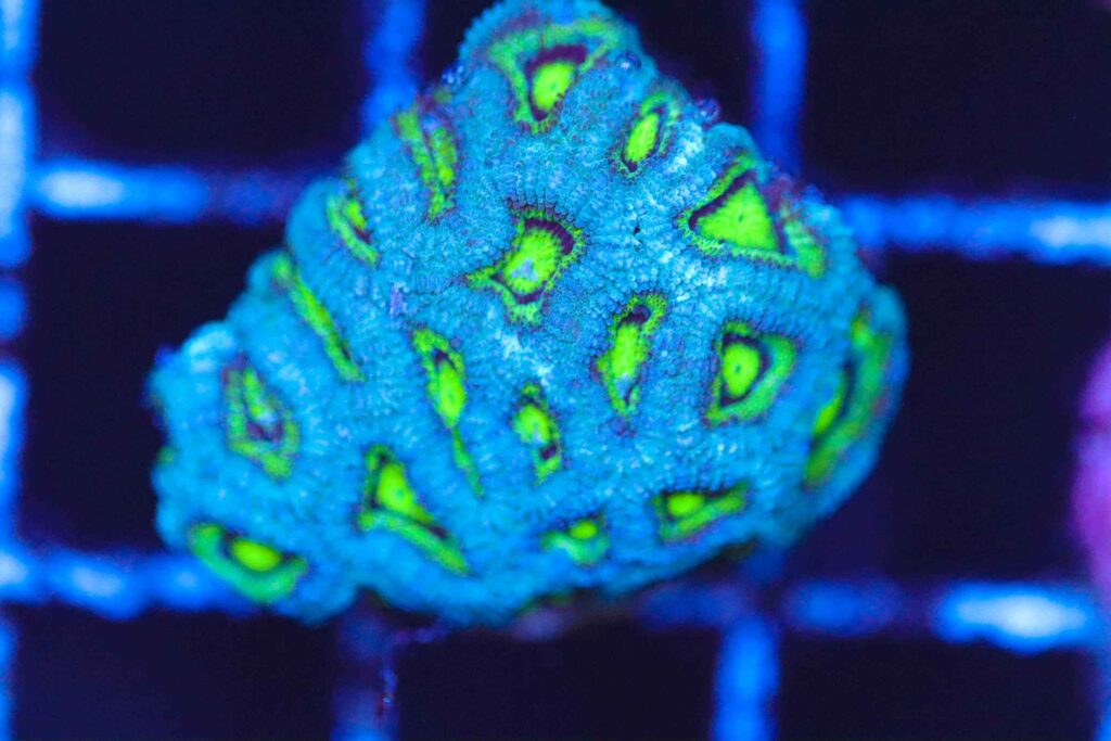 Blue Micromussa Coral - Reef Casa